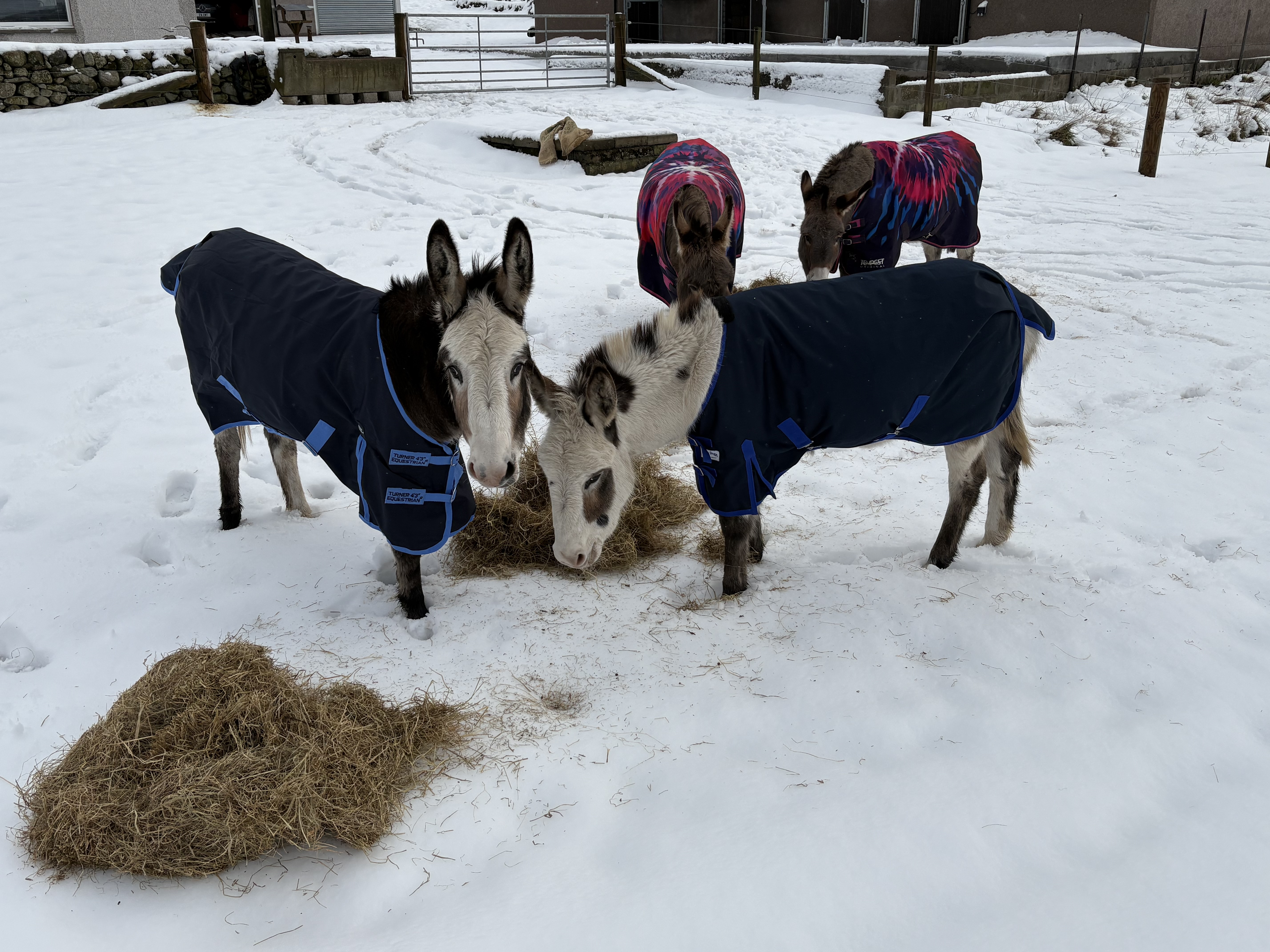 Rescue donkeys find forever home in time for Christmas - Your Horse