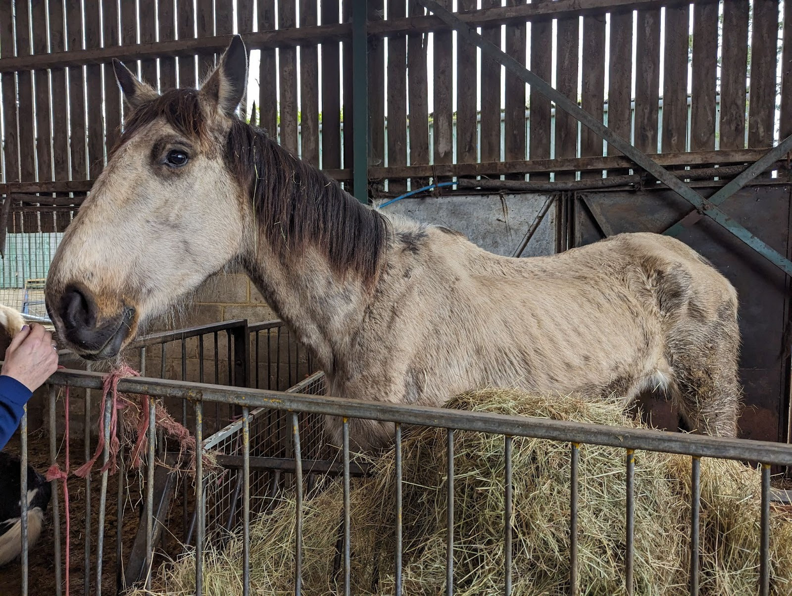Man banned from ownership after horses found suffering including mare ...