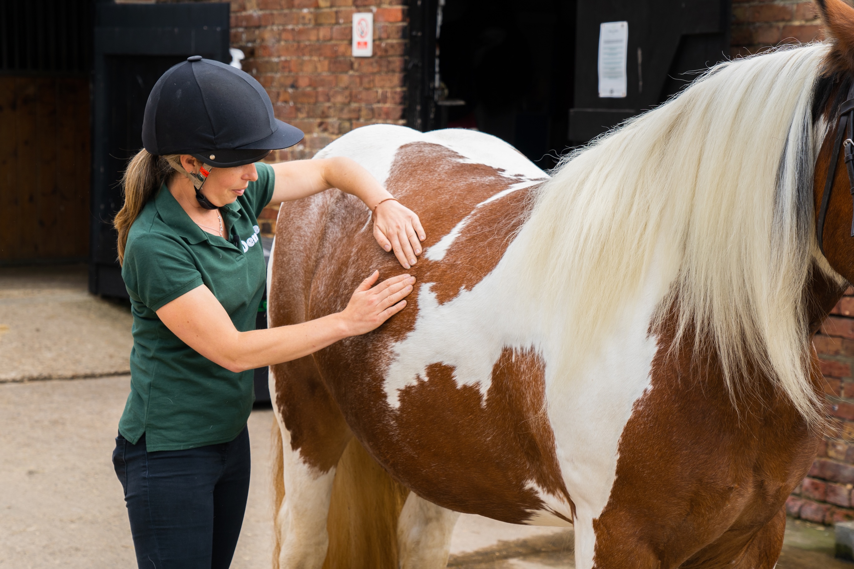 Horse weight loss plan: 10 ways to lose those excess pounds *Sponsored ...