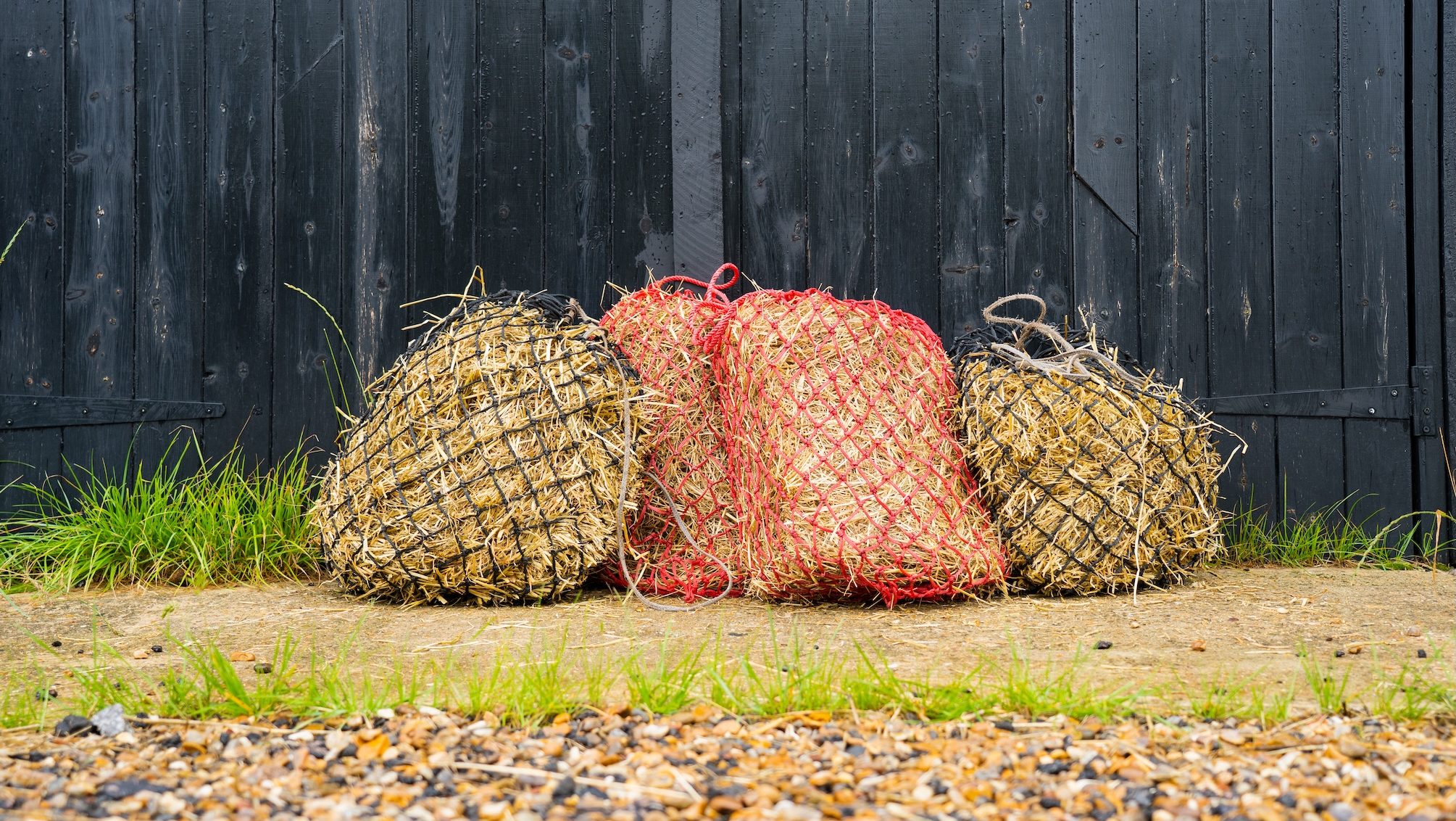 Horse weight loss plan: 9 ways to lose those excess pounds *Sponsored ...