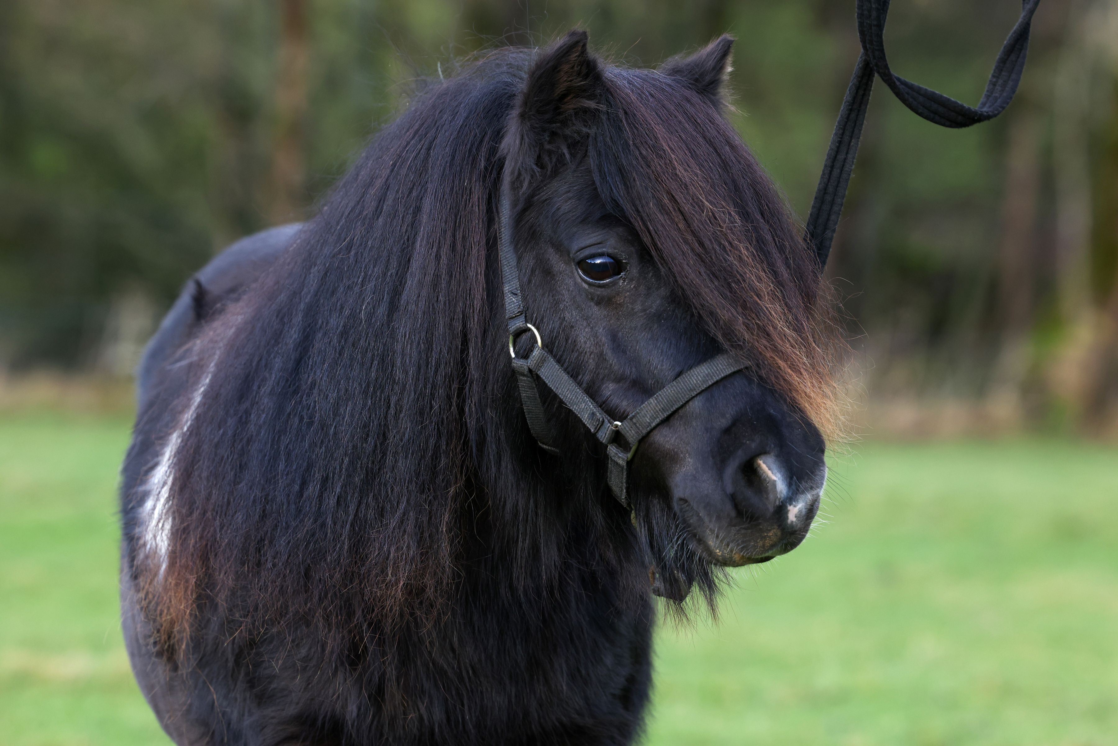 ‘Miracle’ after mare and her unborn foal survive life-threatening ...