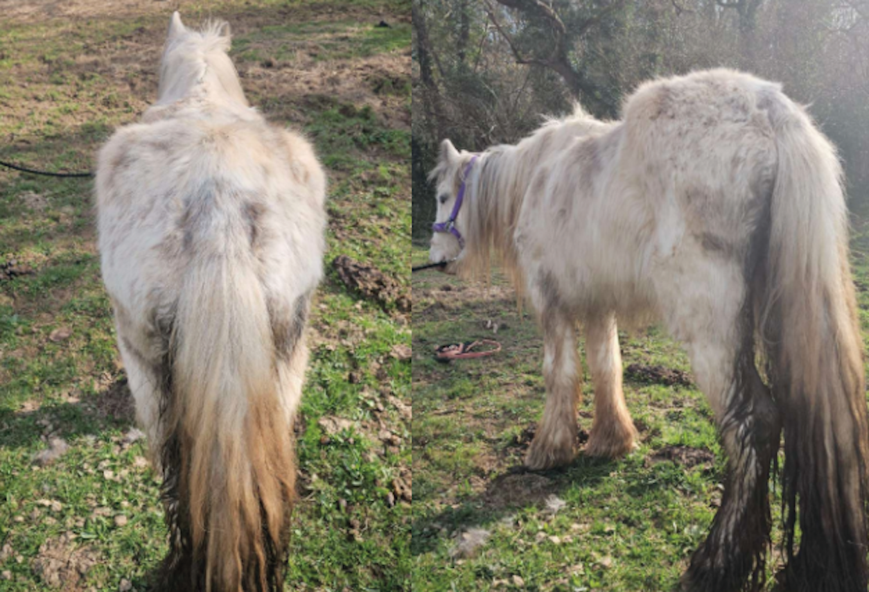 Seven-year ban for Somerset man who neglected two pregnant mares and a ...