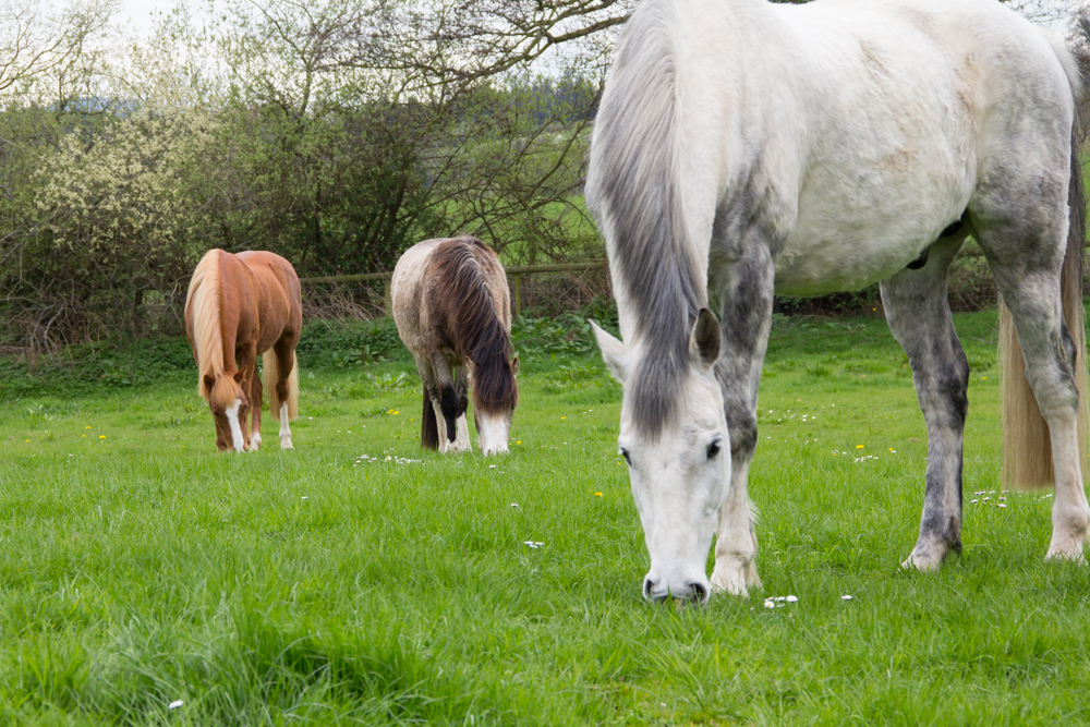 Leading Scottish animal welfare charity seeks national animal offenders ...