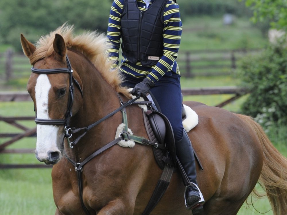 How to build and improve confidence while cantering - Your Horse