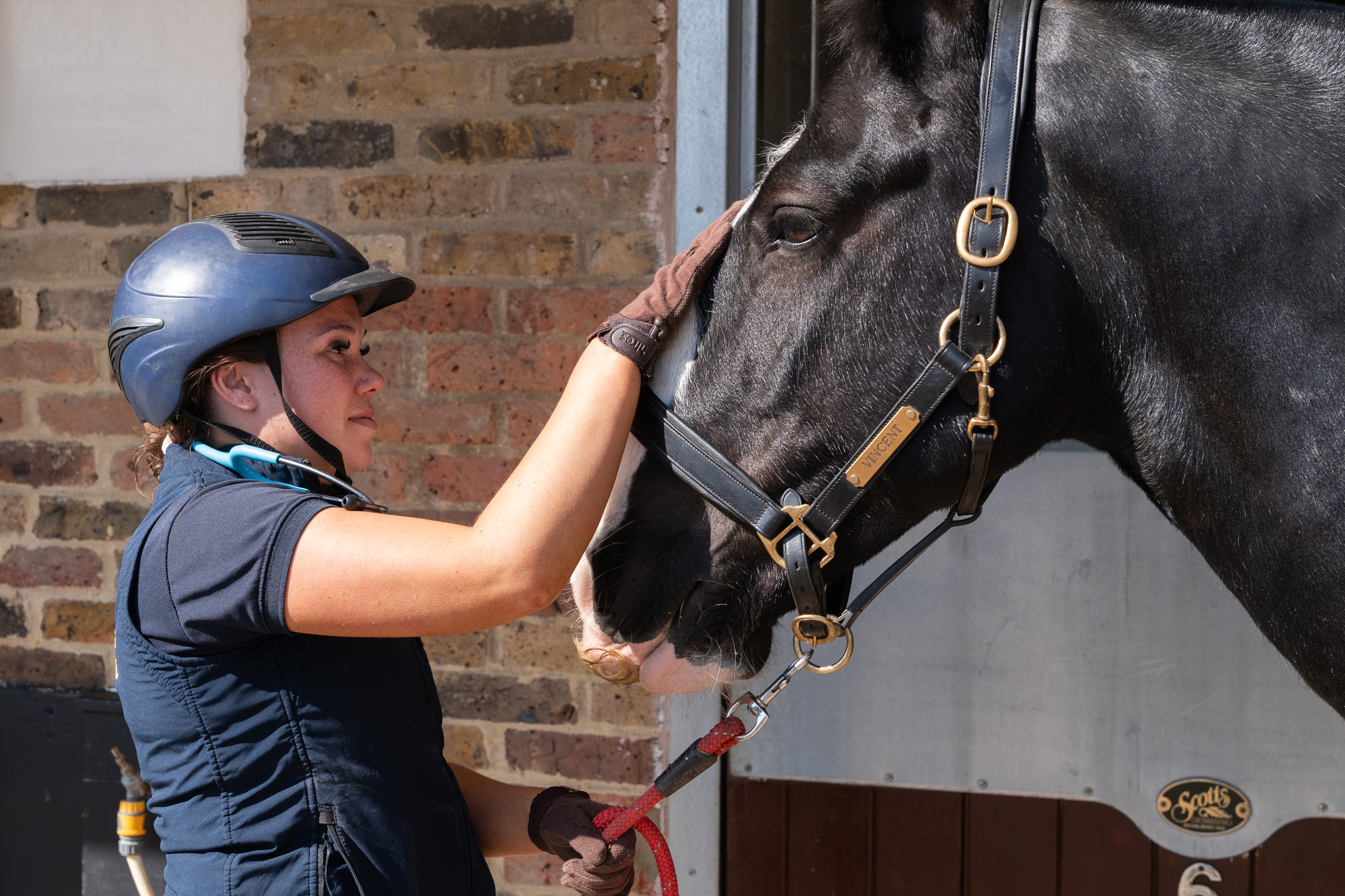 BEVA releases new euthanasia guidelines - Your Horse