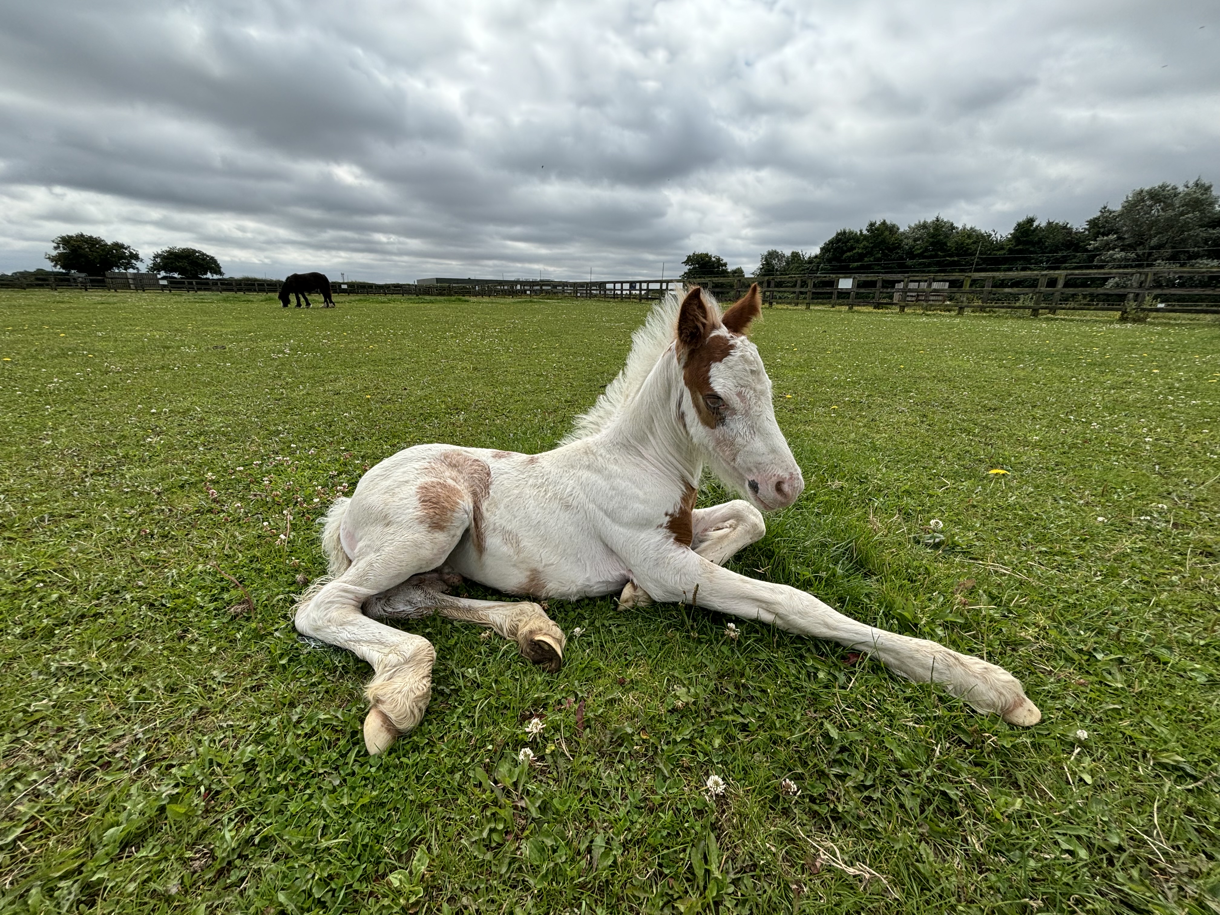Orphaned foal rescued at two weeks old looking for forever home - Your ...