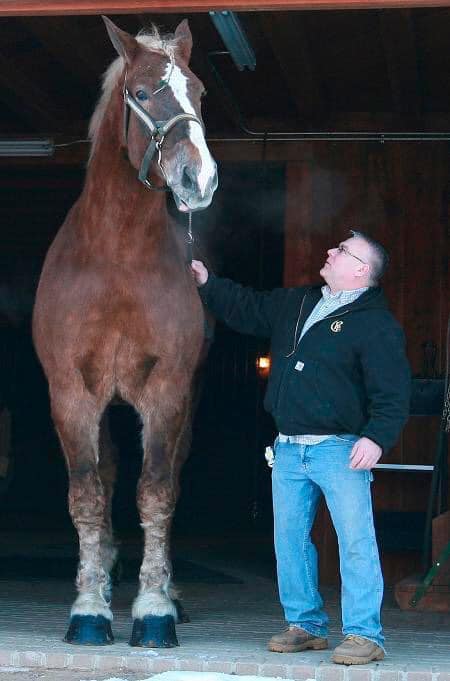 World's tallest horse, Big Jake, passes away at the age of 20 - Your Horse