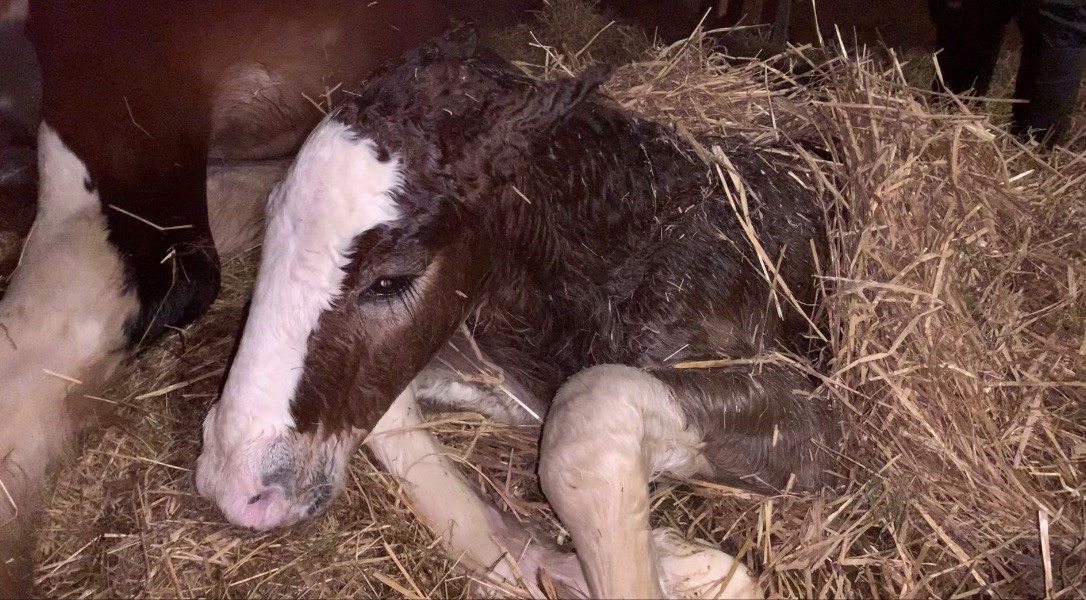 Cheshire stud welcomes 'huge' Shire colt foal - Your Horse