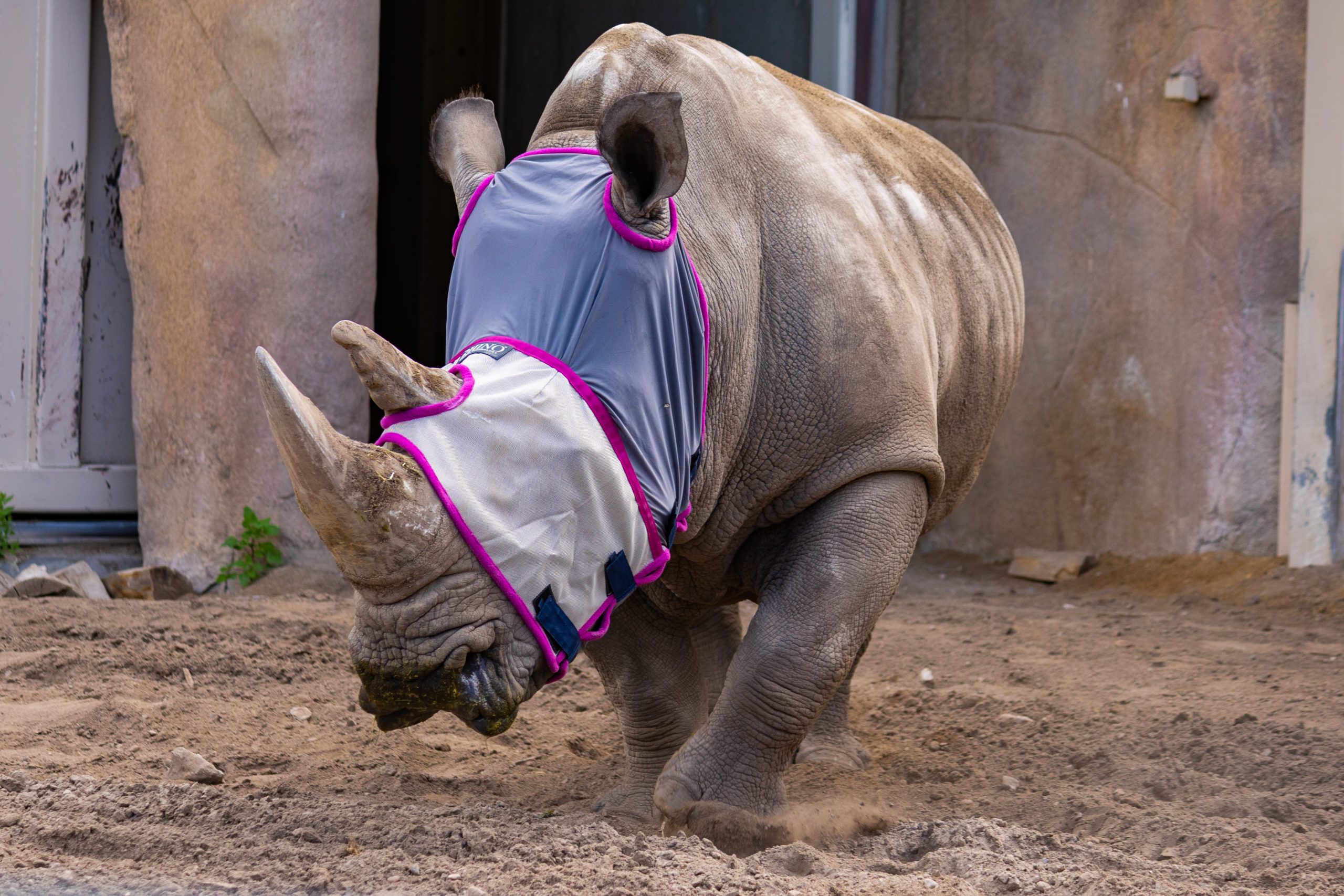 *Video* Watch white rhino get fitted with specially-adapted fly mask to ...