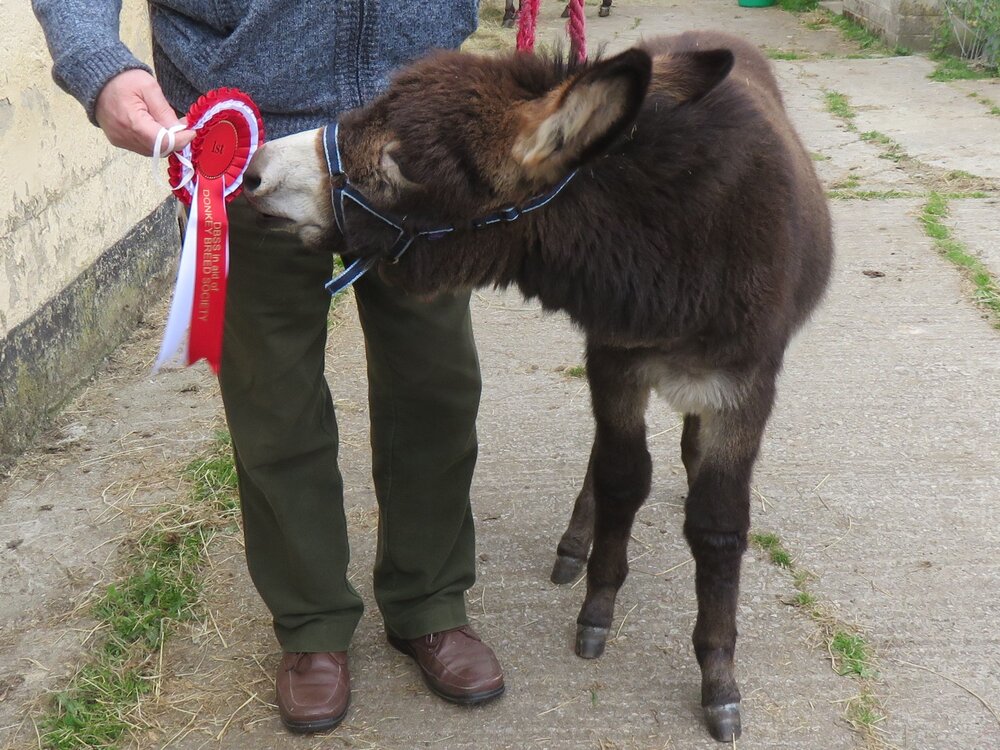 Online Donkey Show Attracts 745 Entries! - Your Horse