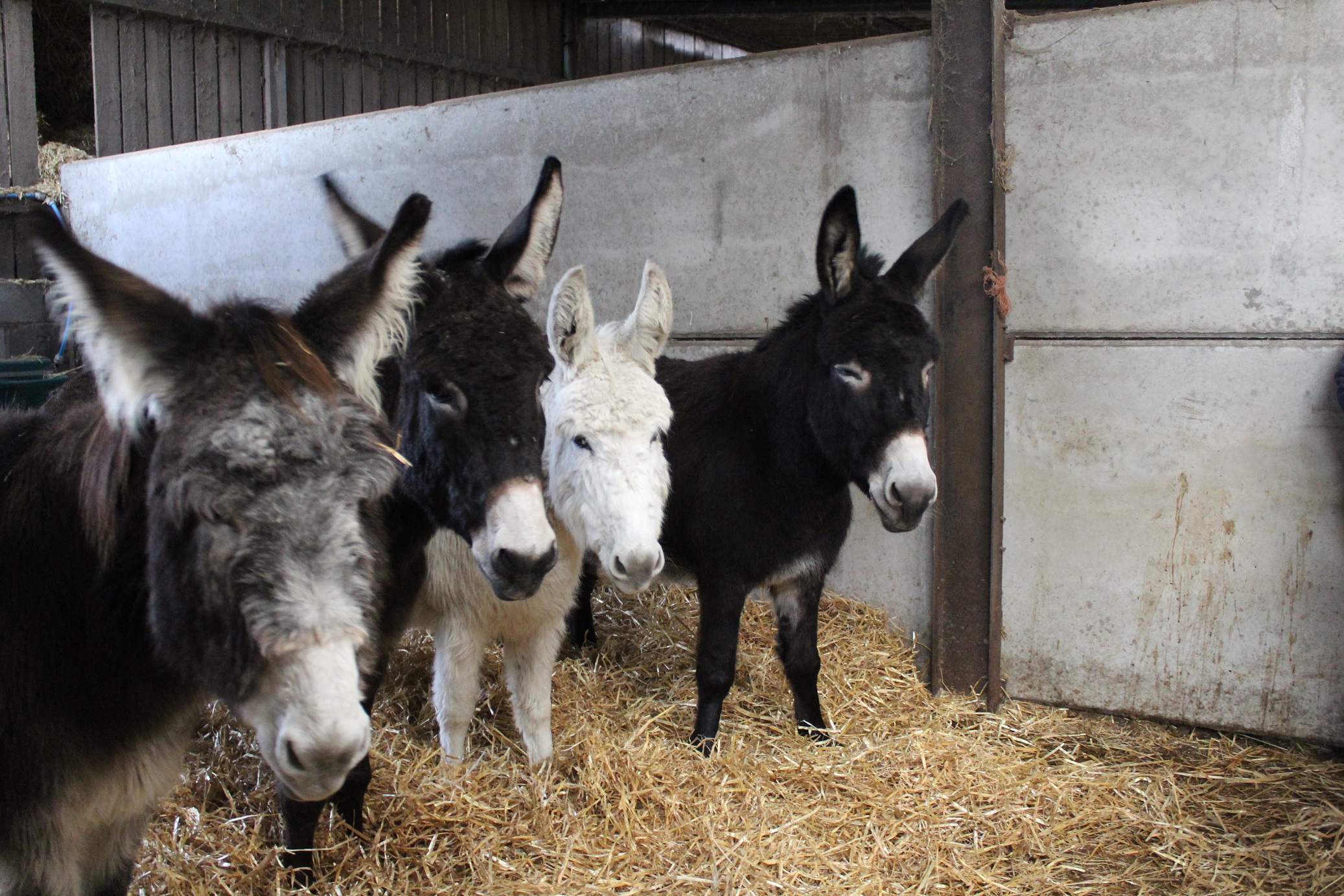 Lice-infested donkeys with overgrown feet rescued from field of ragwort ...