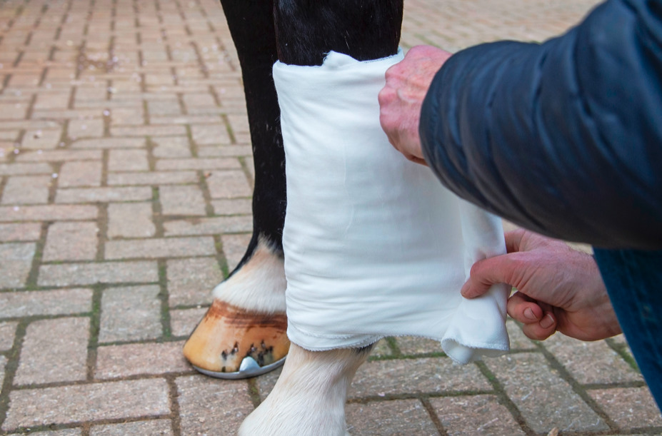 How to bandage a wound on a horse's leg - Your Horse