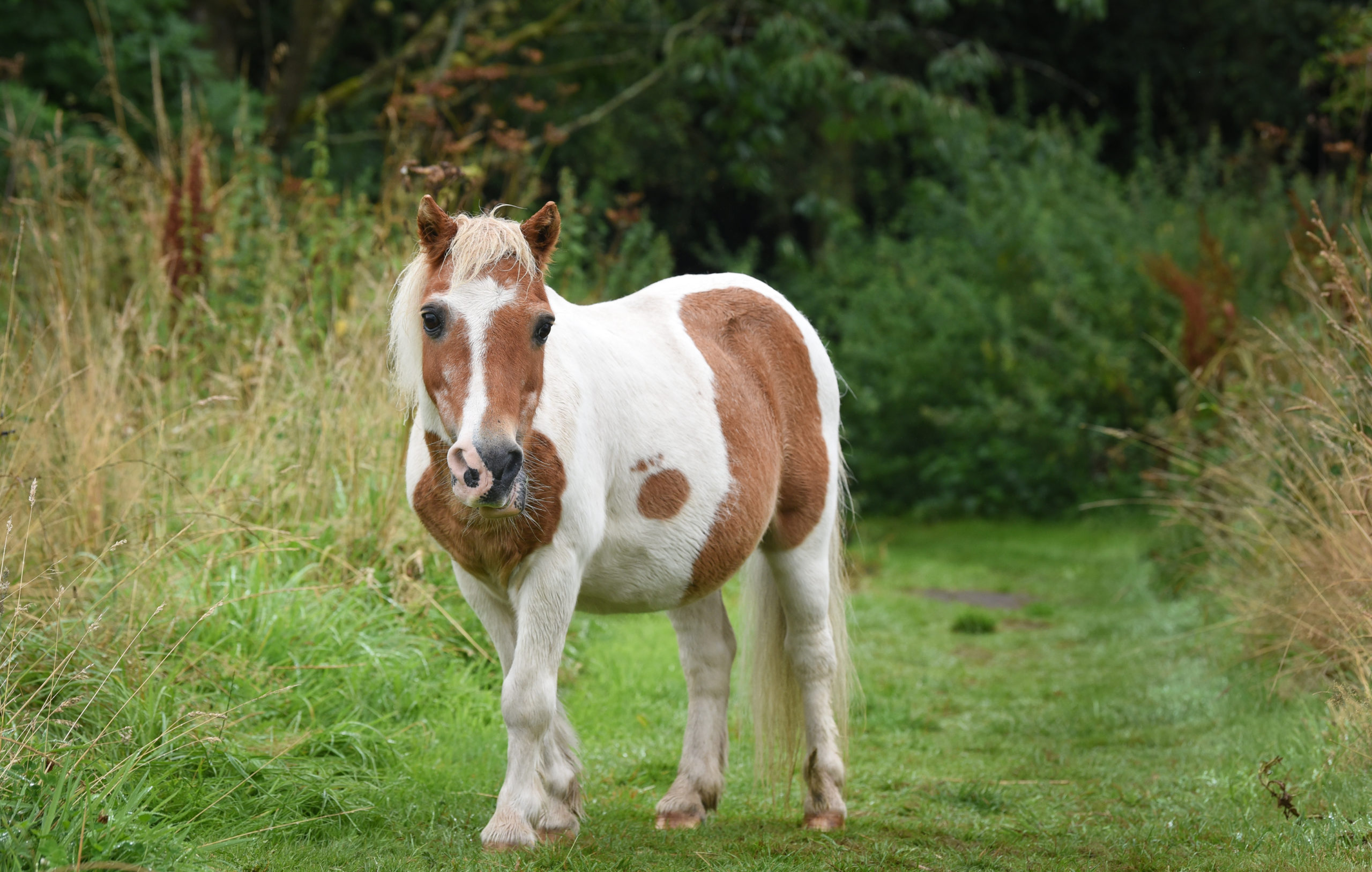 Pony aged 50 still going strong as he helps vet practice launch Golden ...