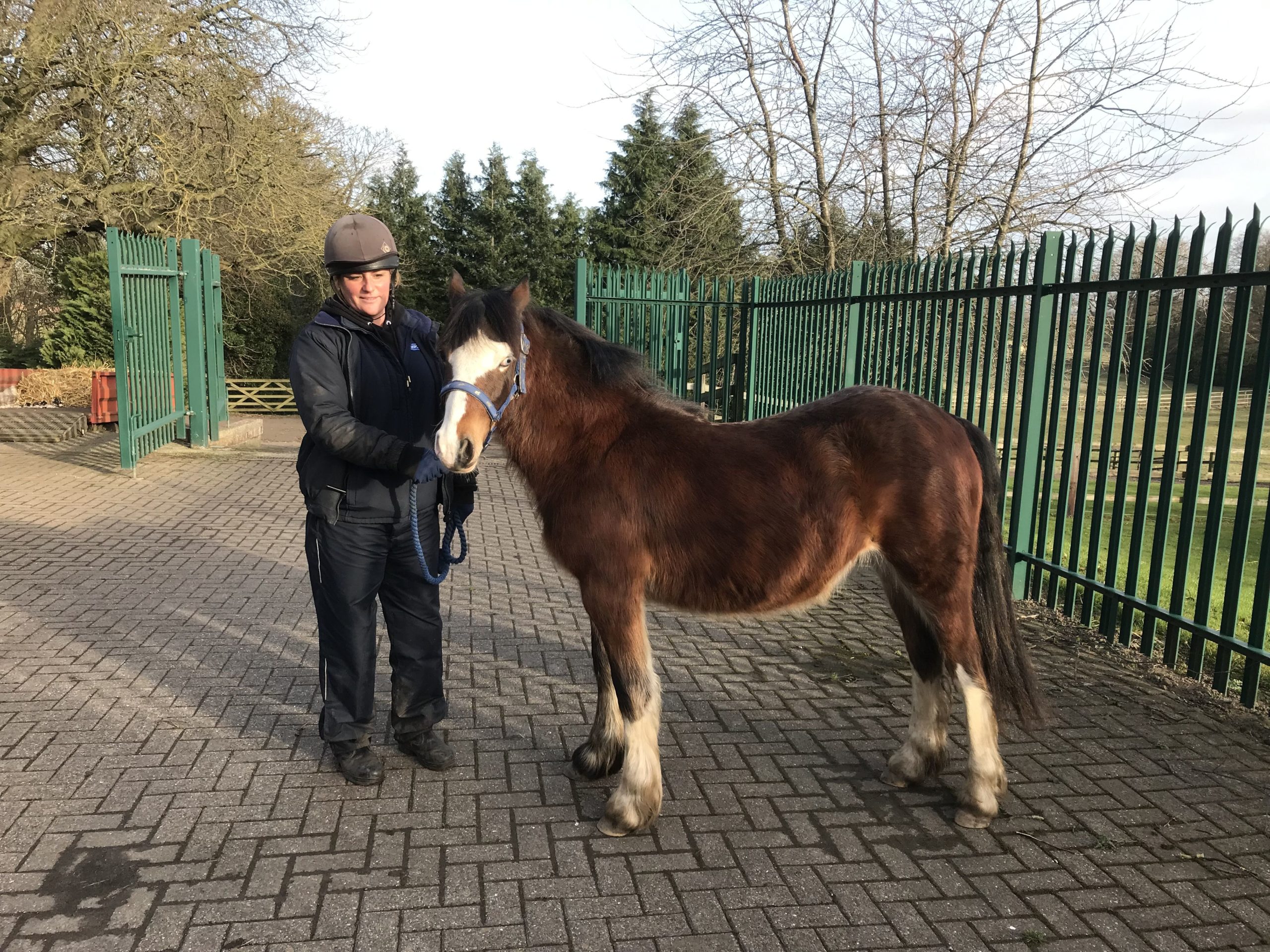 Pony found 'hours from death' now thriving and looking for new home ...
