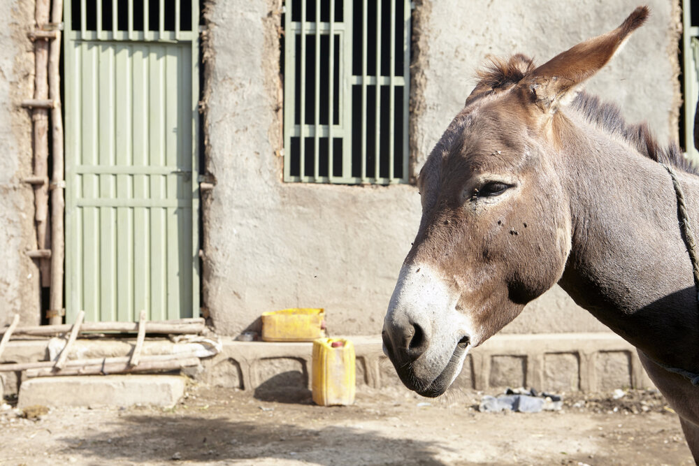 Calls for Ban on Donkey Skin Trade Across East Africa - Your Horse