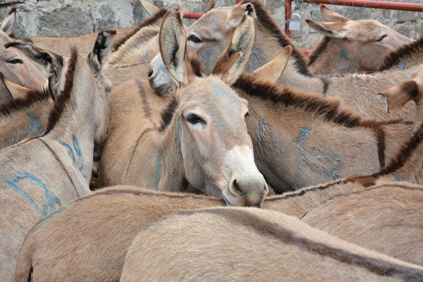 'Massive blow': slaughtering donkeys for their skin will resume in ...
