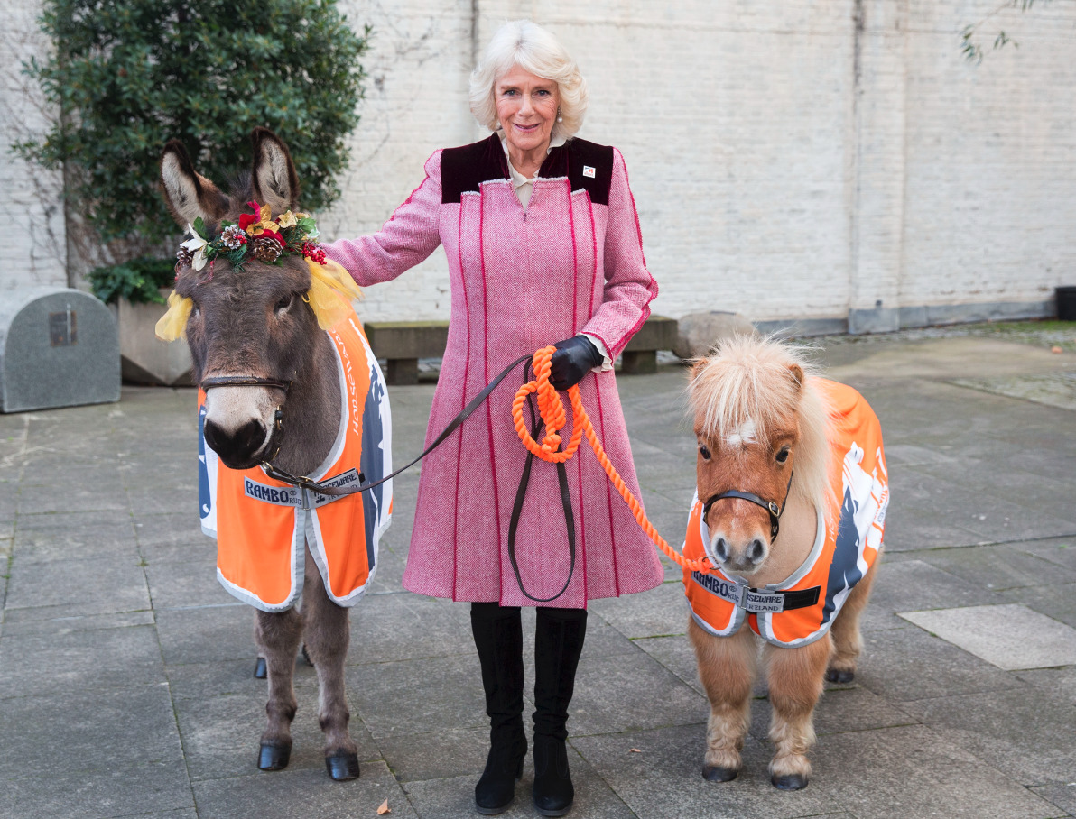 Duchess of Cornwall extends presidency of equine charity, Brooke - Your ...
