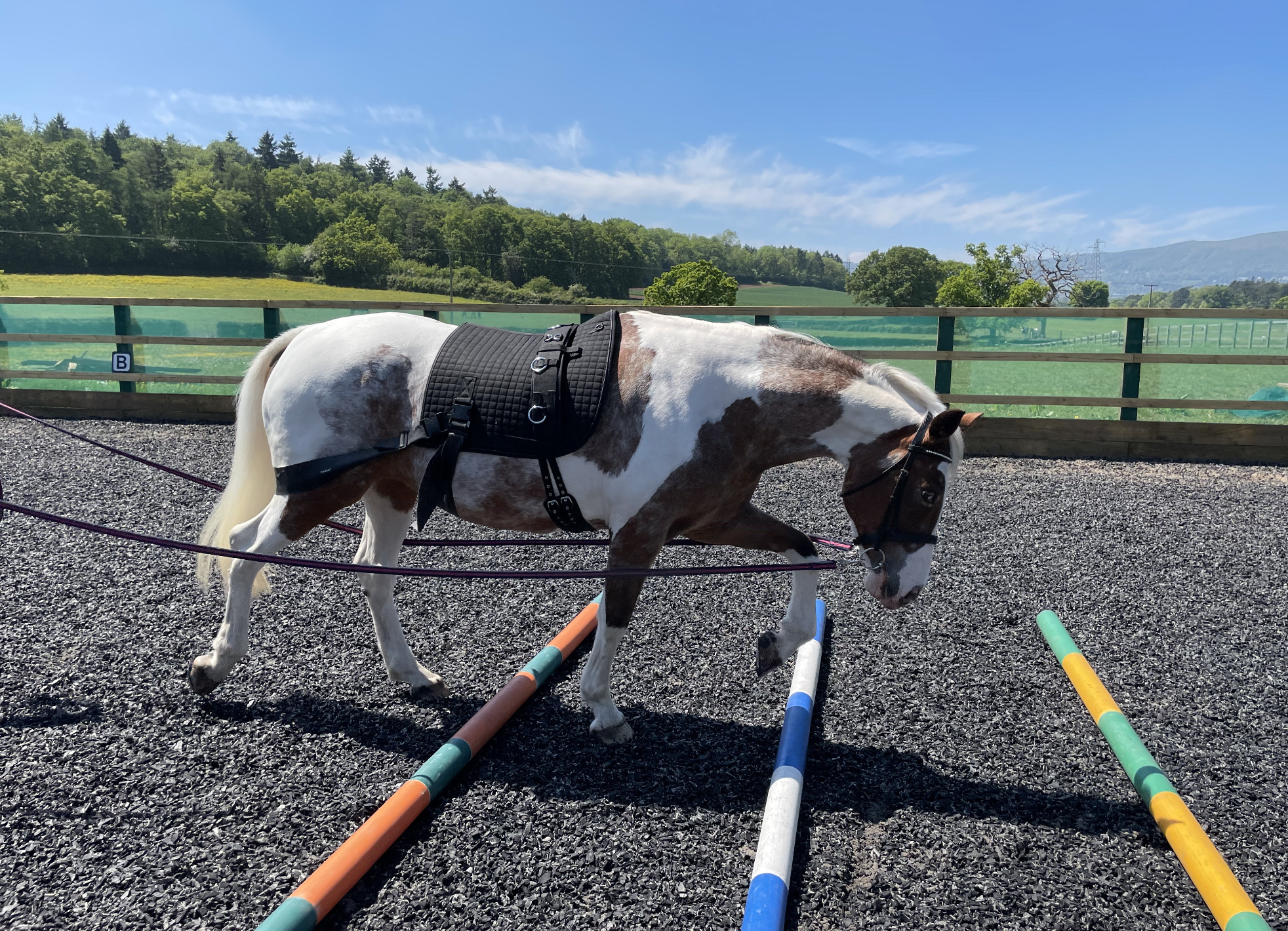 Engage the core muscles and develop strength: Your Horse reviews the ...