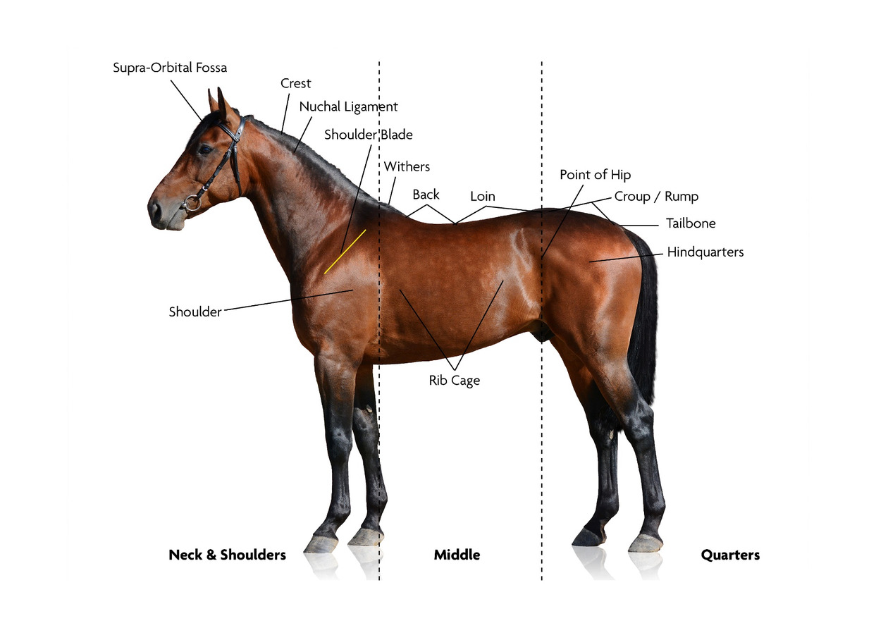 Overweight, thin or just right? How to fat score your horse and what ...