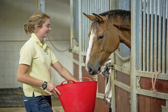 Soaking hay: how to do it correctly - Your Horse