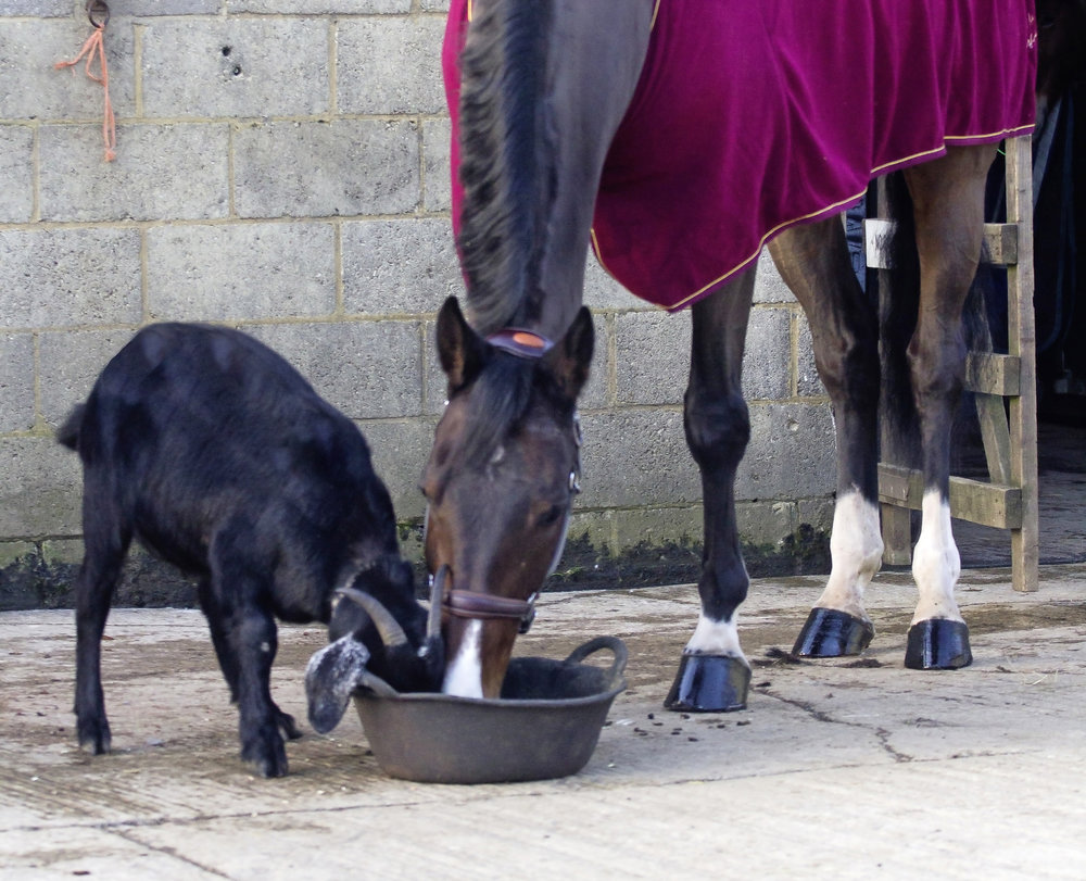 Five Great Reasons to Have an Unusual Equine Companion - Your Horse