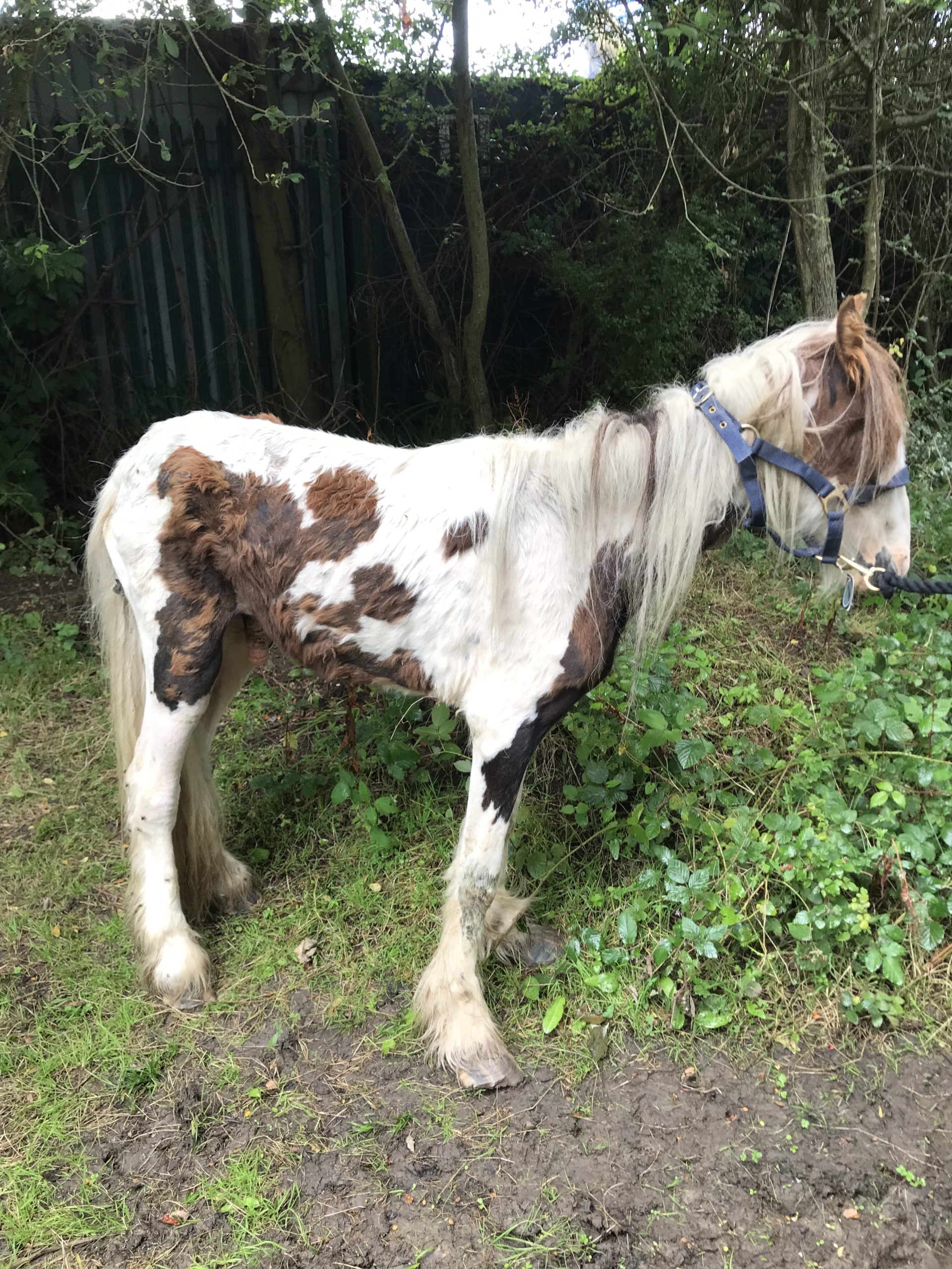 'Just in time': thin and malnourished pony found dumped and abandoned ...