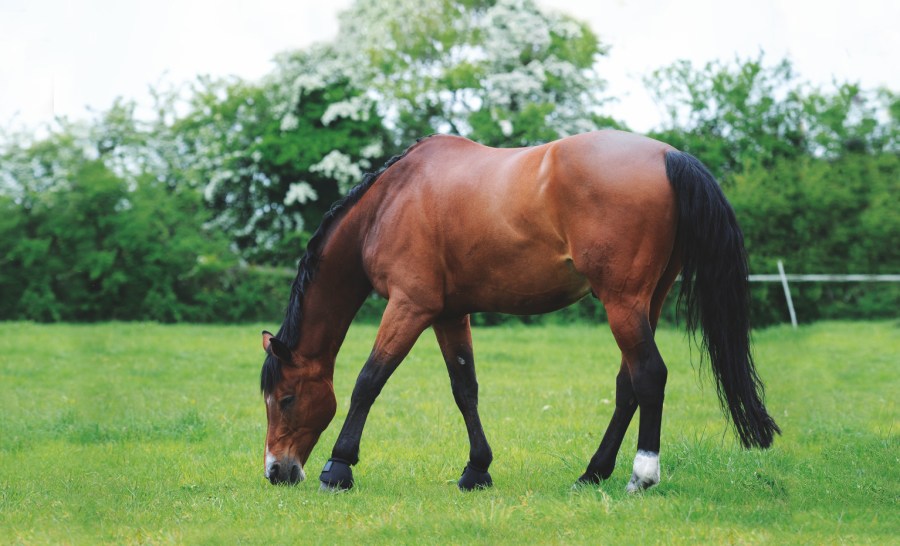 All about sheath cleaning for horses - Your Horse