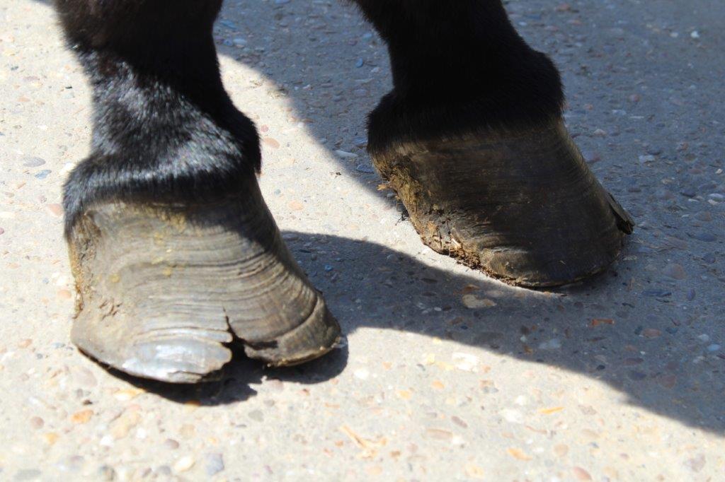 Lice-infested donkeys with overgrown feet rescued from field of ragwort ...