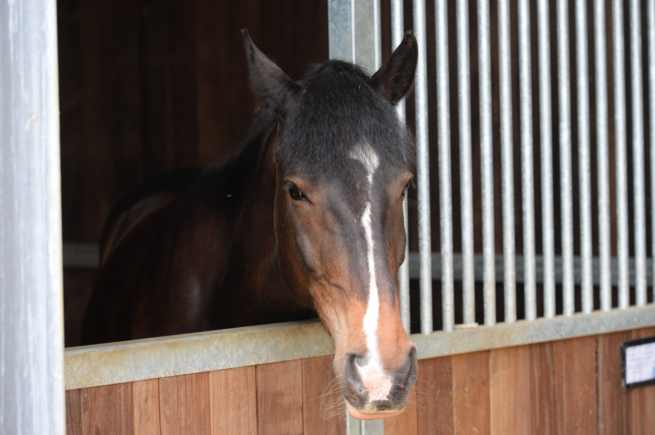 Respiratory disease in horses and when a respiratory supplement might ...