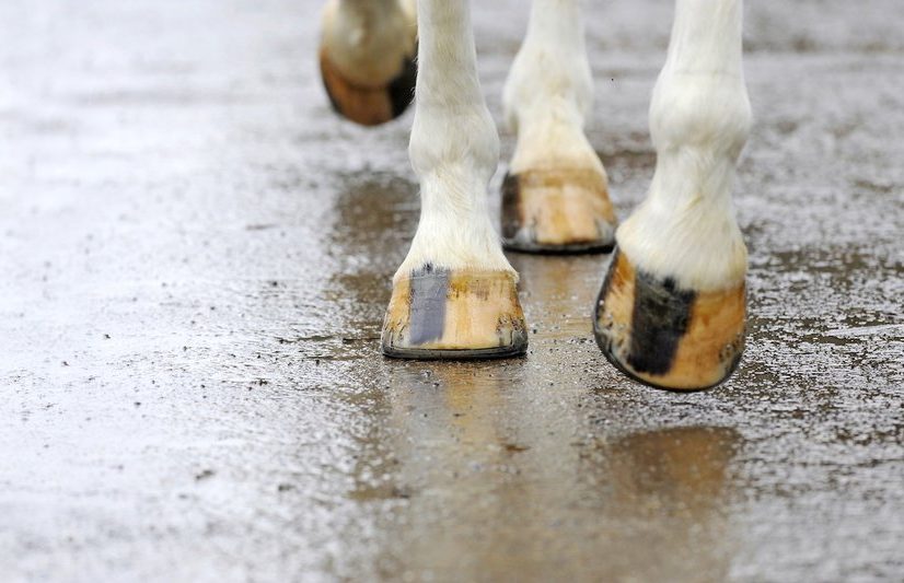 Navicular in horses: vet explains symptoms, diagnosis and prevention ...