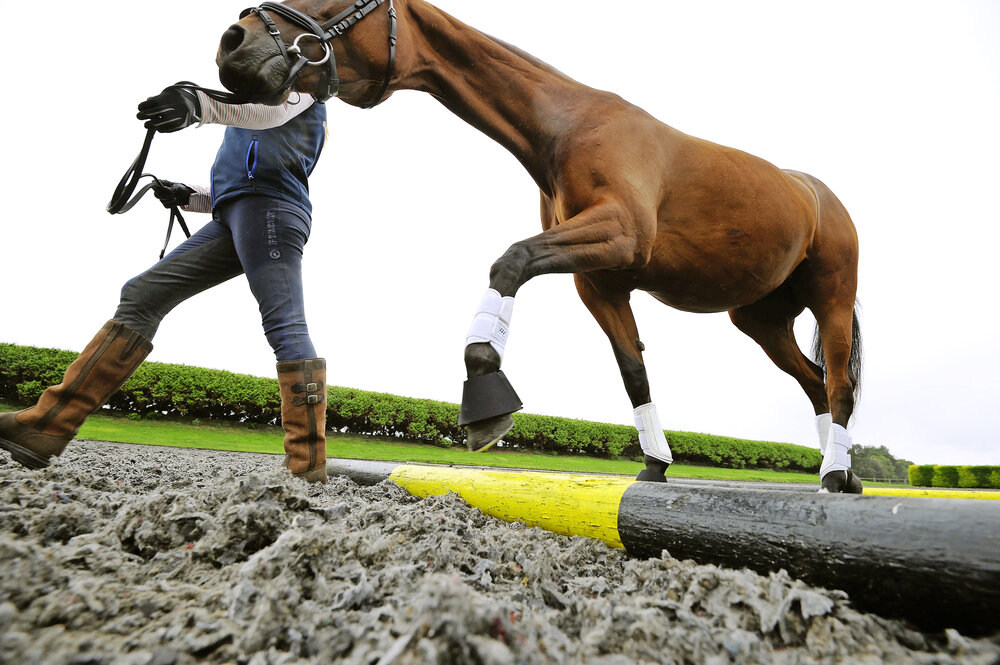 Three interesting groundwork exercises for horses to work their core ...