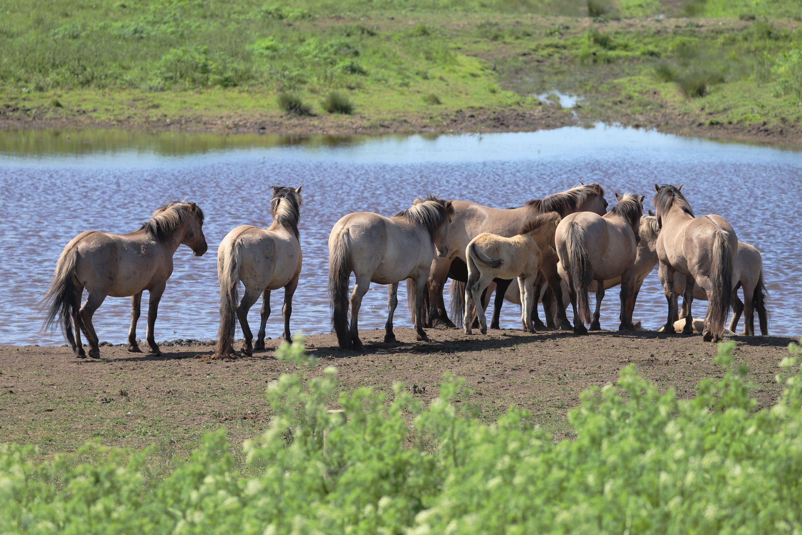 Hardy Konik ponies introduced to restore habitat - Your Horse