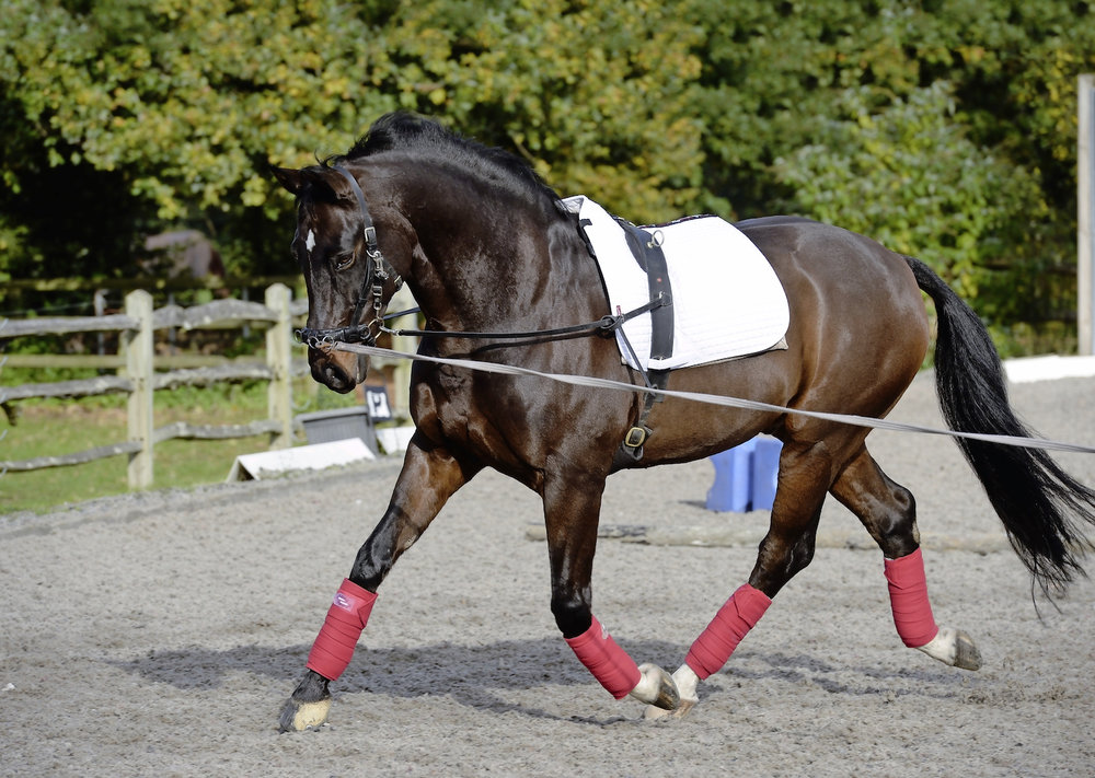 Lunging a horse: experts explain how to get the best results - Your Horse
