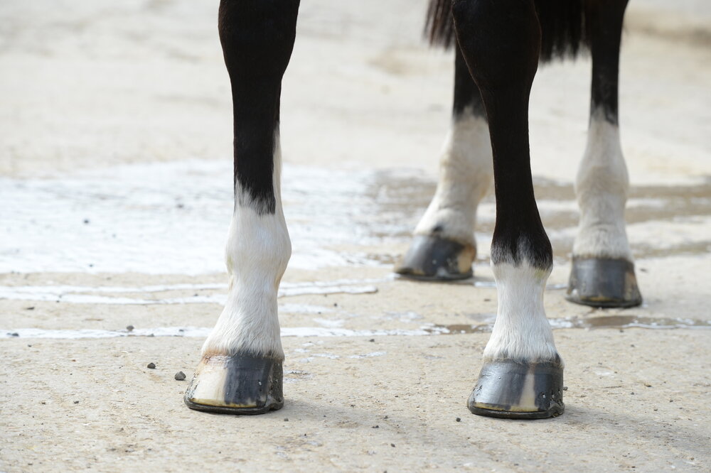 Lymphangitis Symptoms and Treatment - Your Horse