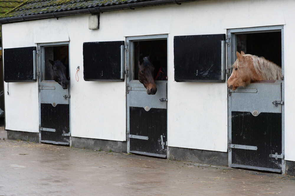 Box Rest Boredom Busters and Best Practice - Your Horse