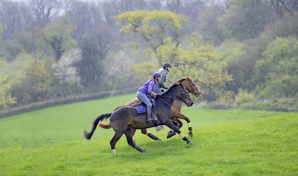 Hack Like a King - Your Horse