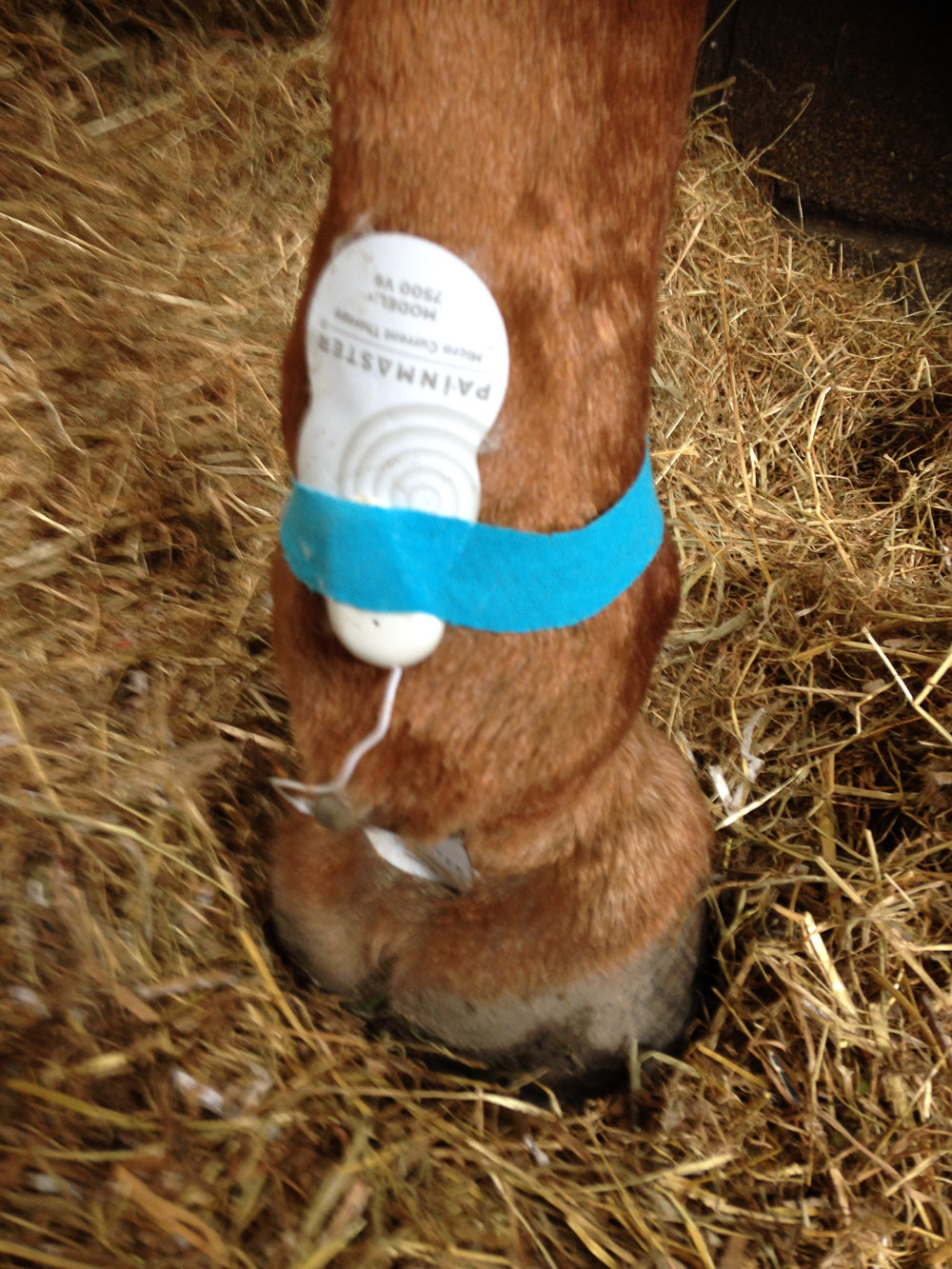 Microcurrent Therapy for Horses - Your Horse