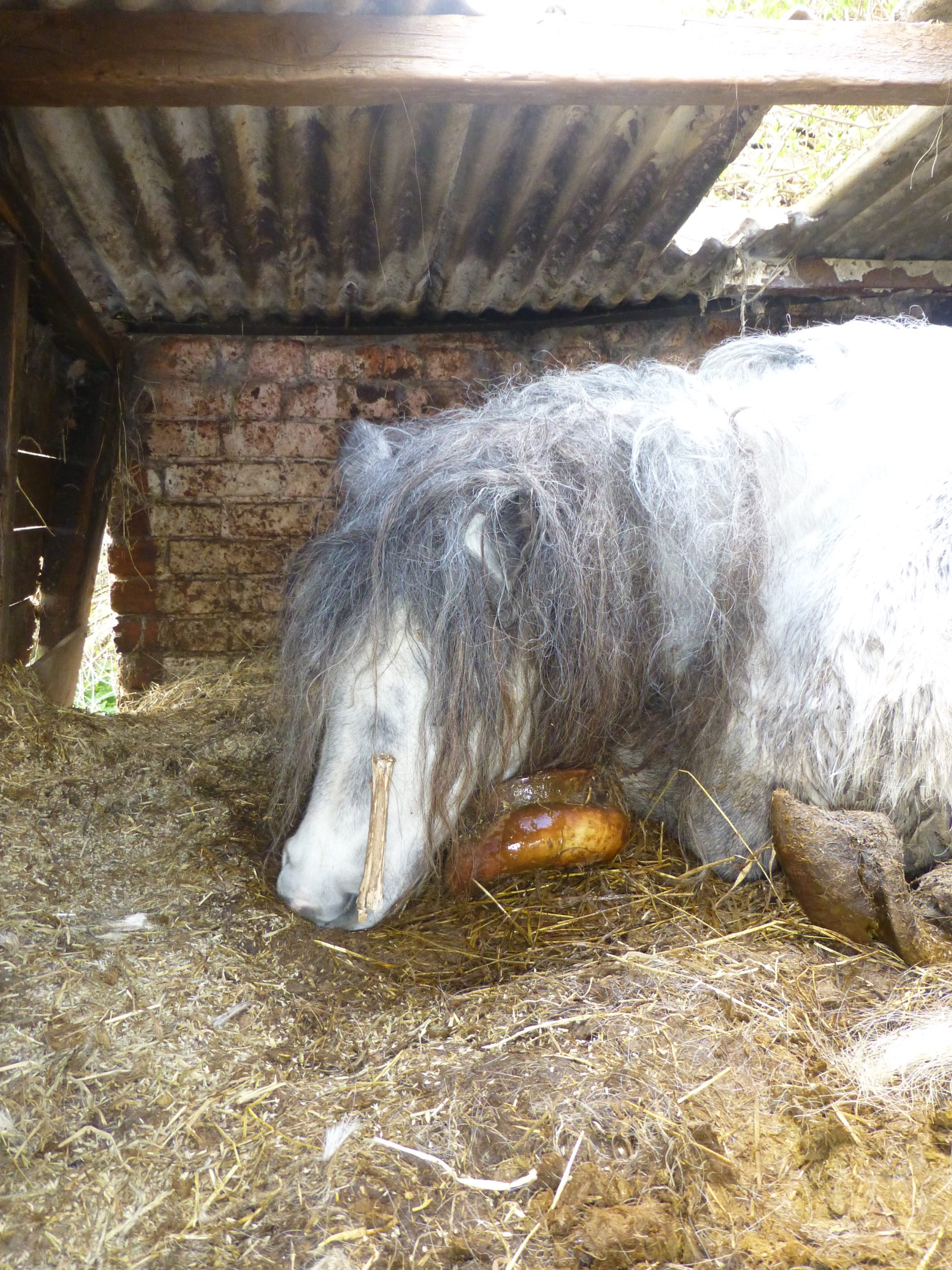 Ponies found ‘imprisoned in deplorable conditions’ *warning upsetting ...