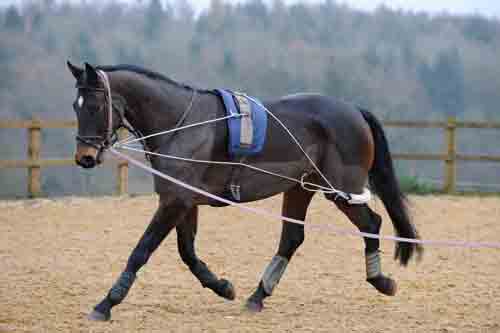 How to fit and use the Pessoa lunging system correctly - Your Horse