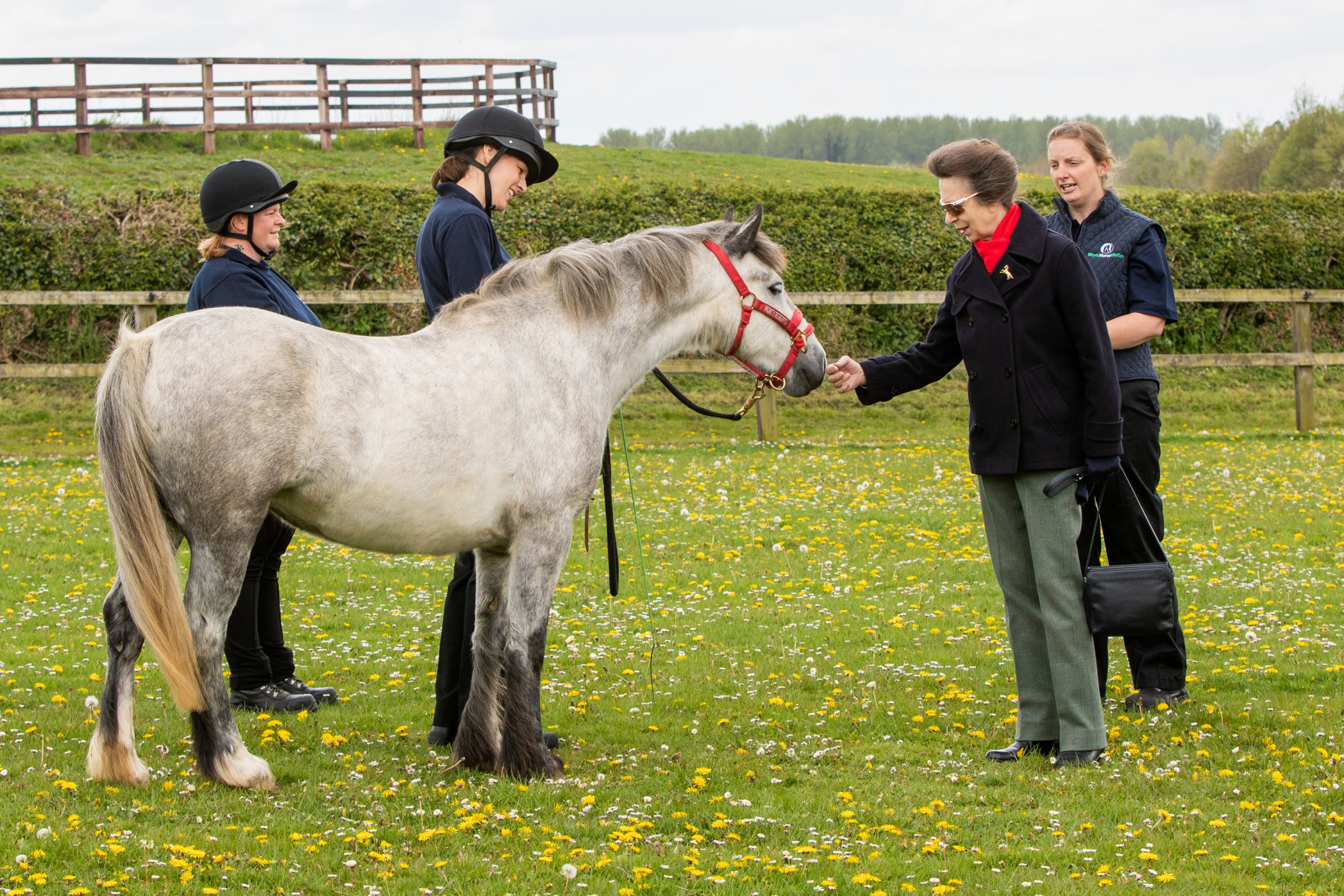 Princess Royal visits rescued horses and ponies at World Horse Welfare ...