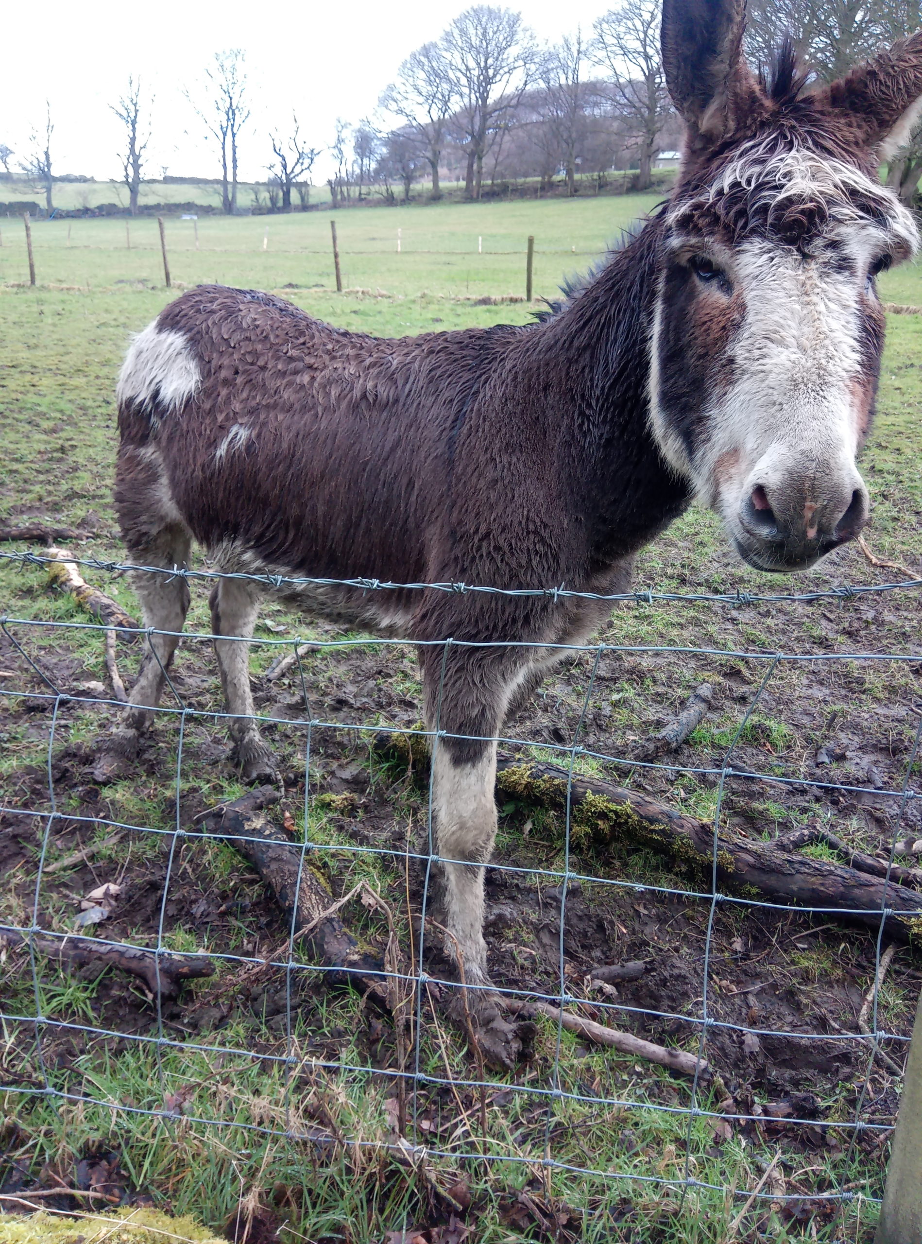 Neglected donkeys with severely overgrown hooves given new chance ...