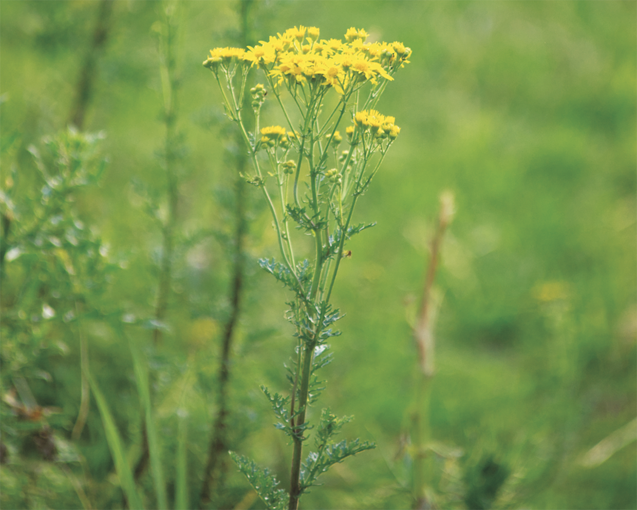 Vet advice: this is how ragwort affects horses when eaten - Your Horse
