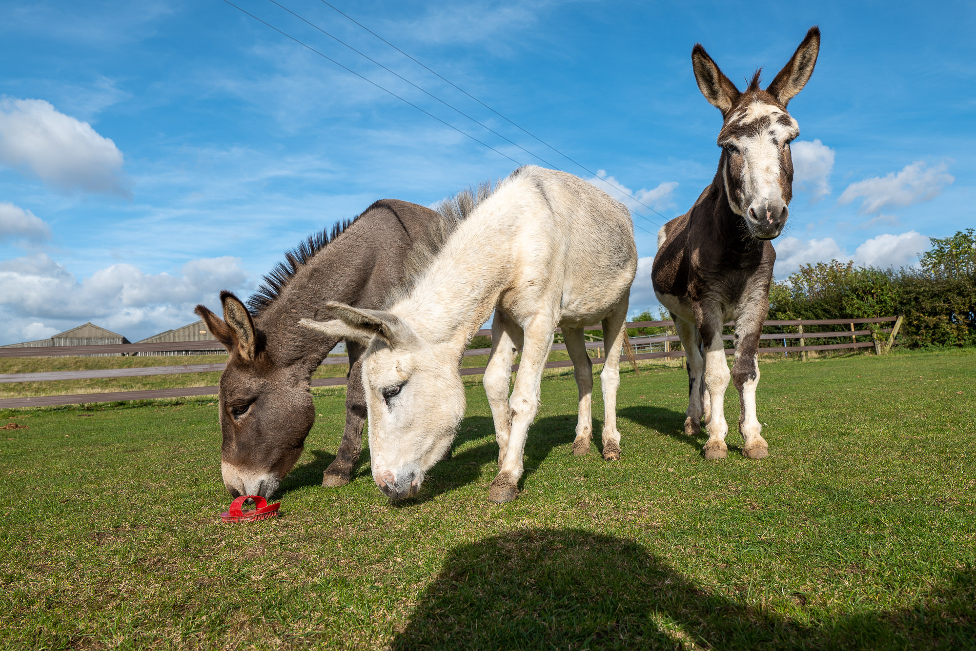Neglected donkeys with severely overgrown hooves given new chance ...