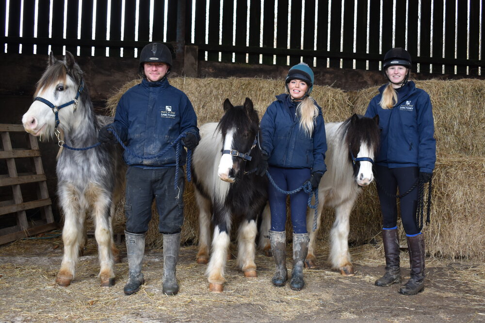 'their Future Was So Bleak': Herd of Rescued Ponies Given New Chance in ...