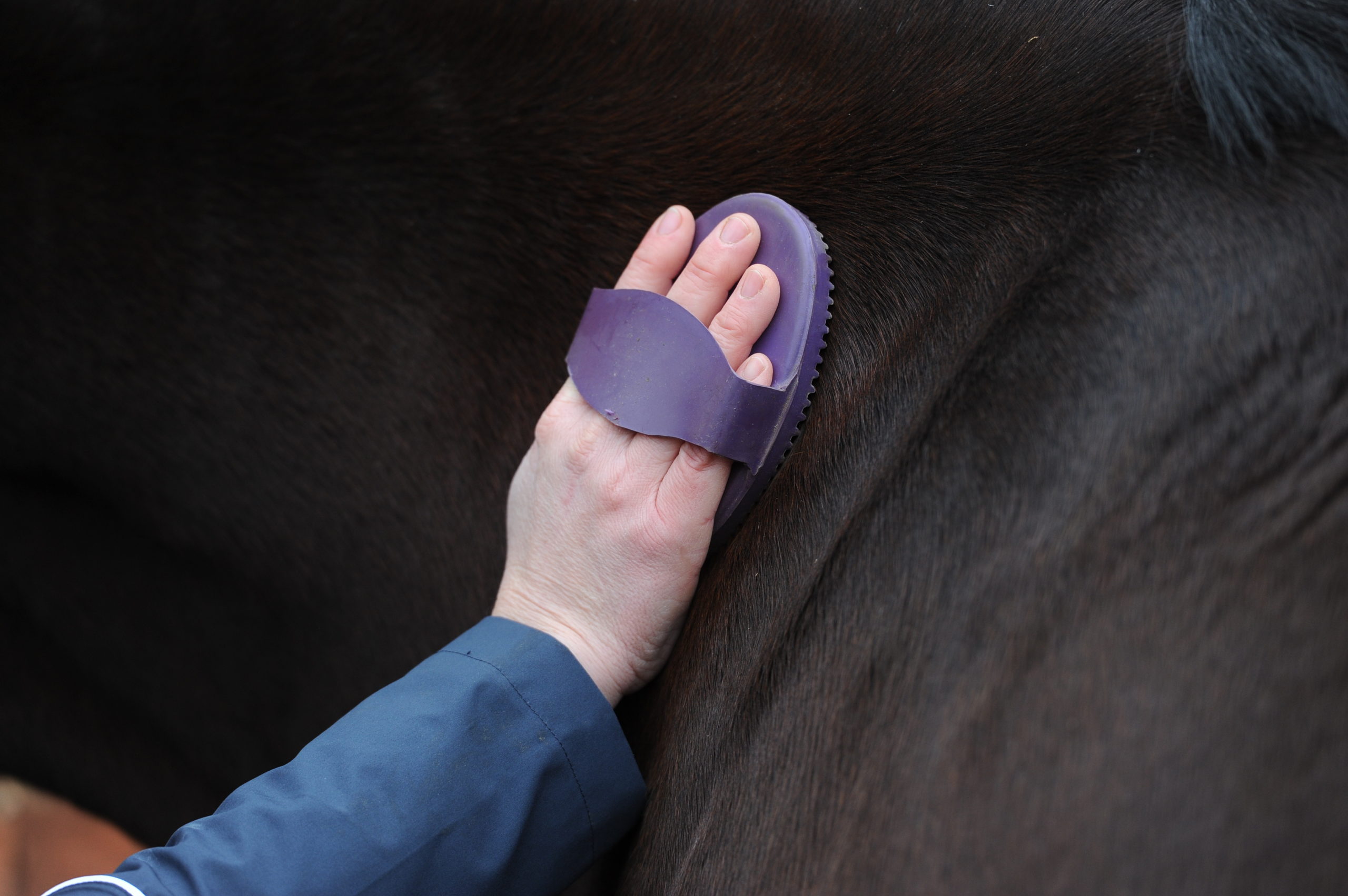 Shop for a curry comb: the versatile horse brush that should be in ...