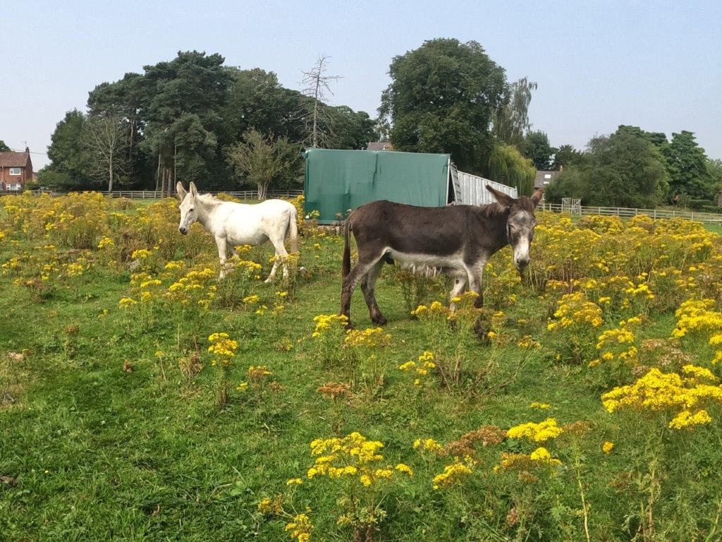 Lice-infested donkeys with overgrown feet rescued from field of ragwort ...