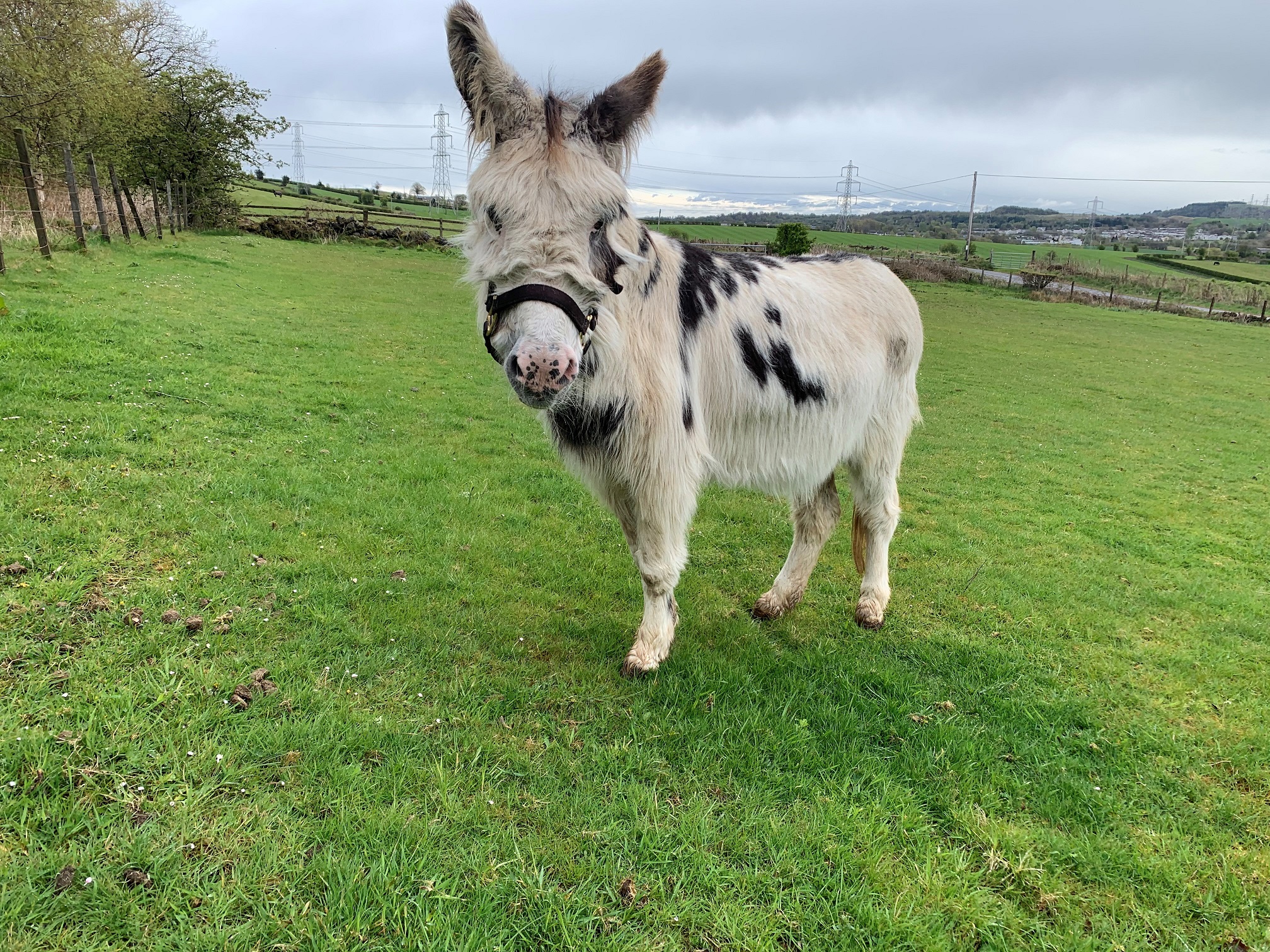 Donkey with cancerous growth on chest is saved by specialist surgery ...