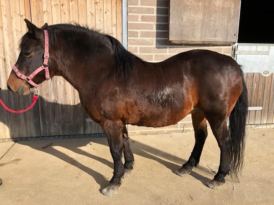 Charity shares overweight pony's transformation - Your Horse