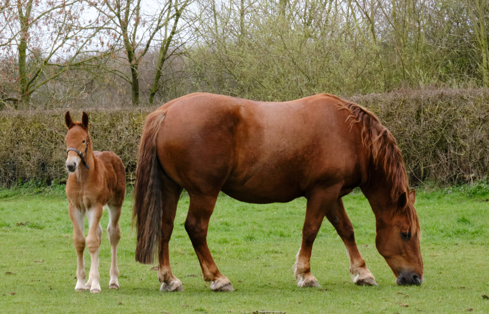 Suffolk Punch foal is welcome boost for endangered horse breed - Your Horse