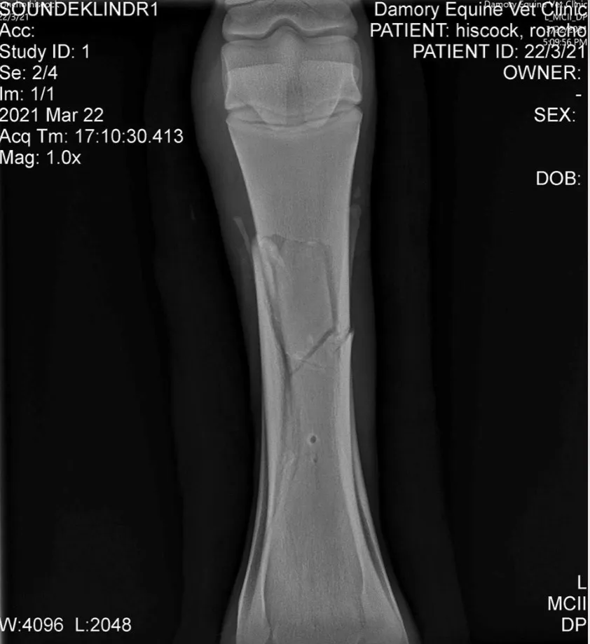 'His leg was swinging': foal with leg broken in multiple places ...